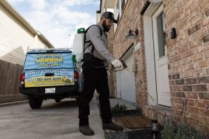 Best Spider Spray Safe for Pets - Naturalcare Pest Control