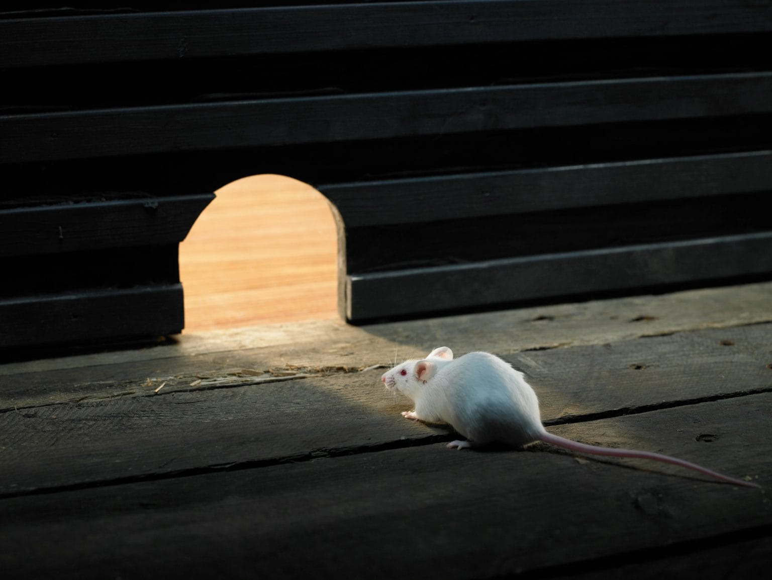 Mouse Poison: What You Need to Know - Naturalcare Pest Control