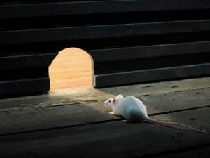 Mouse Poison: What You Need to Know - Naturalcare Pest Control