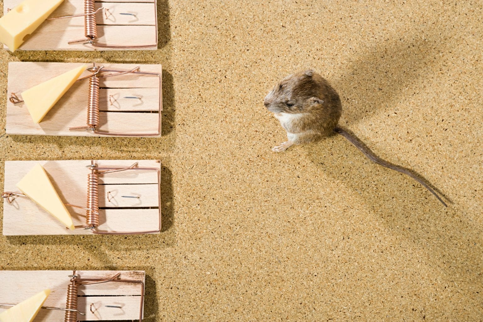 Mouse Poison: What You Need to Know - Naturalcare Pest Control