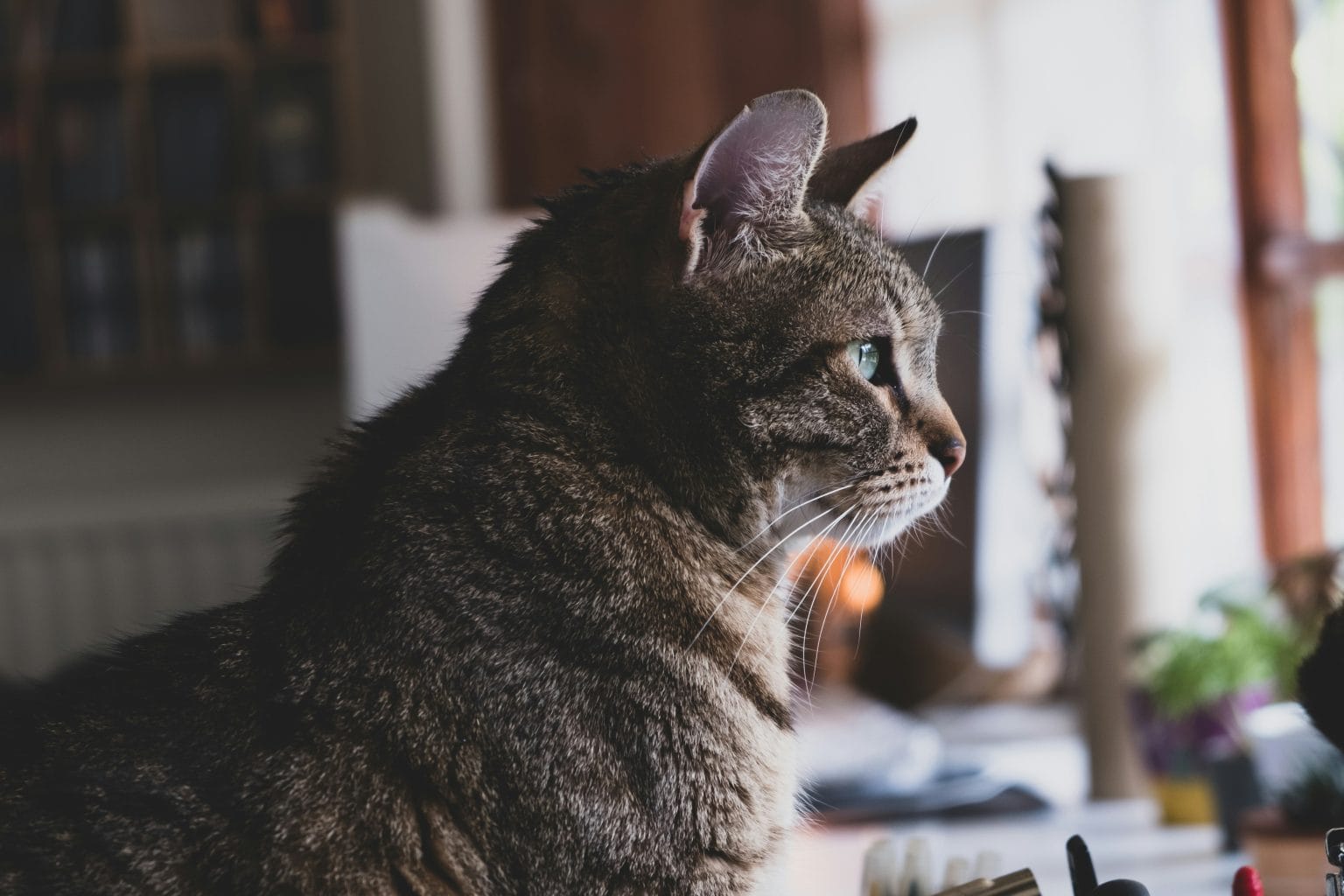 Best Spider Spray Safe for Pets - Naturalcare Pest Control