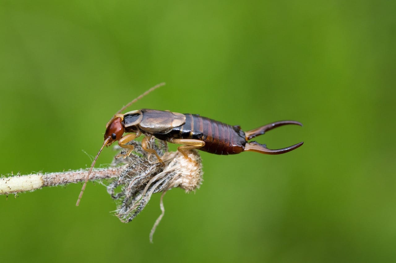 Earwig Texas Pest Control Services | NaturalCare Pest Control