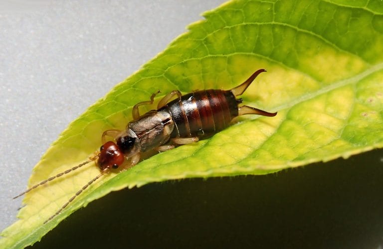 Are Earwigs Dangerous? How to Remove Them - NaturalCare Pest