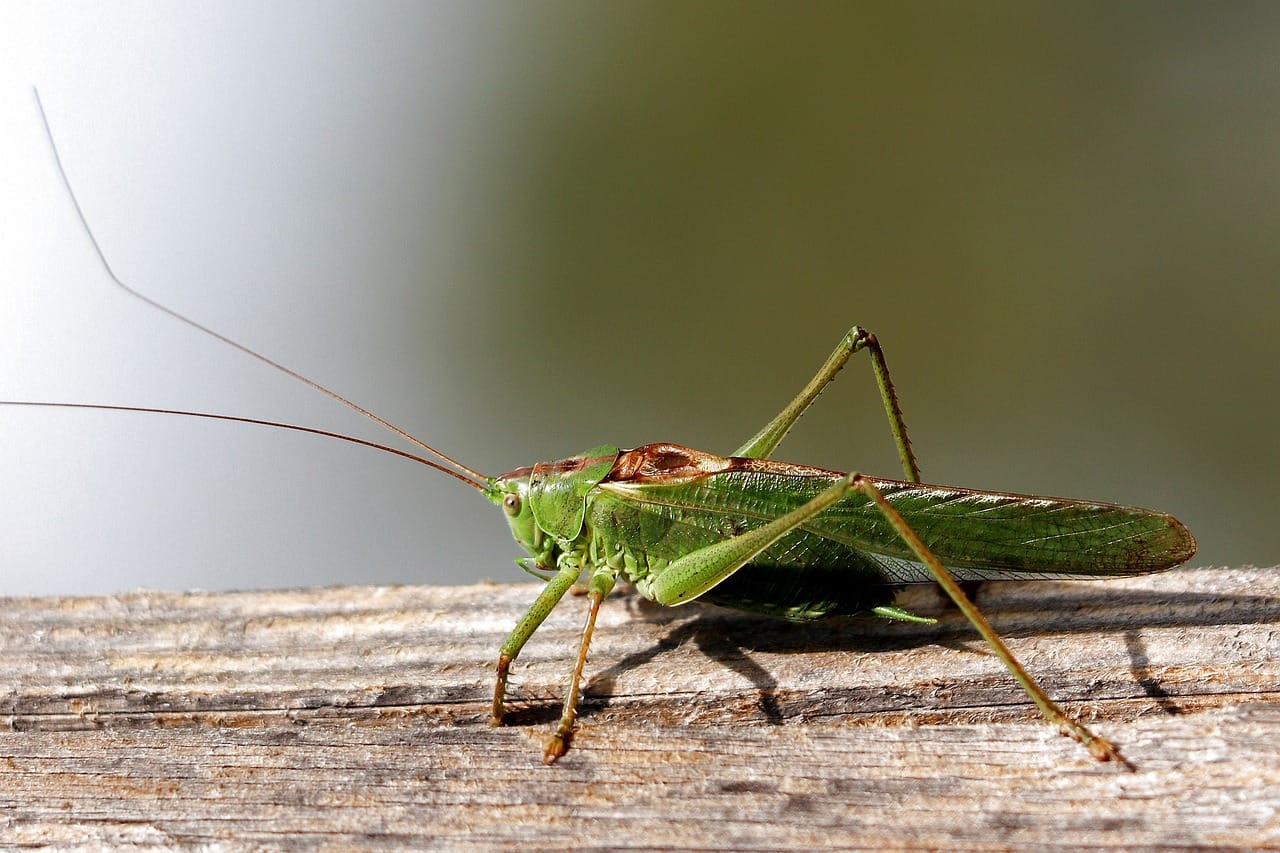 Cricket vs Grasshopper: What Is the Difference? - Naturalcare Pest Control